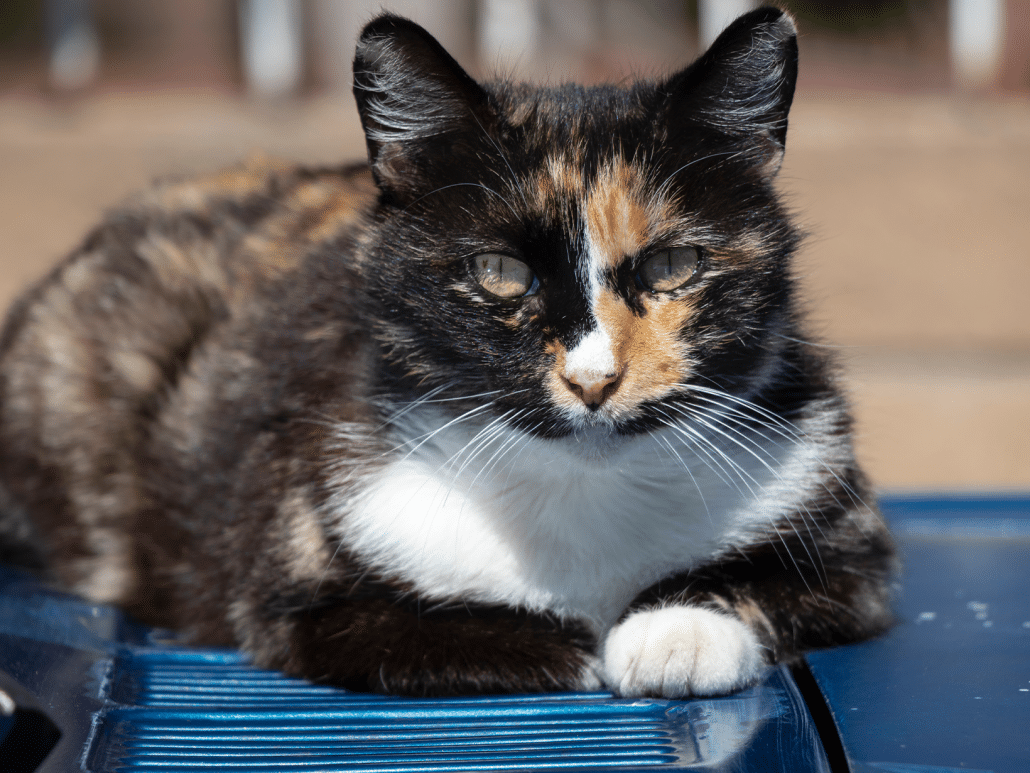 Manx kat, ontdek de charme van dit staartloze kattenras