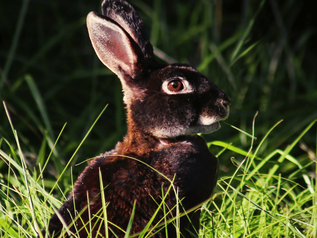 Verken de levendigheid van Marter konijnen, een charmant ras