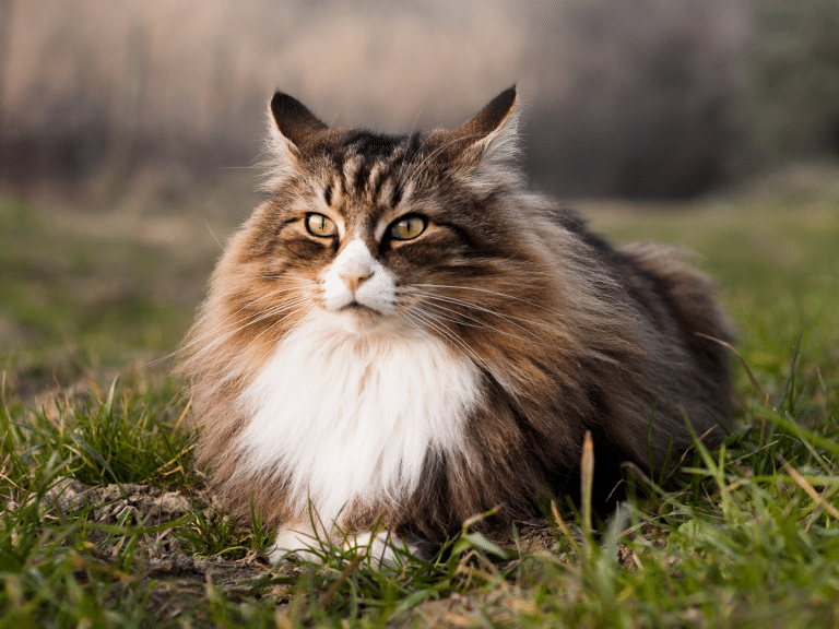 Noorse Boskat, ontdek de charme van dit majestueuze kattenras