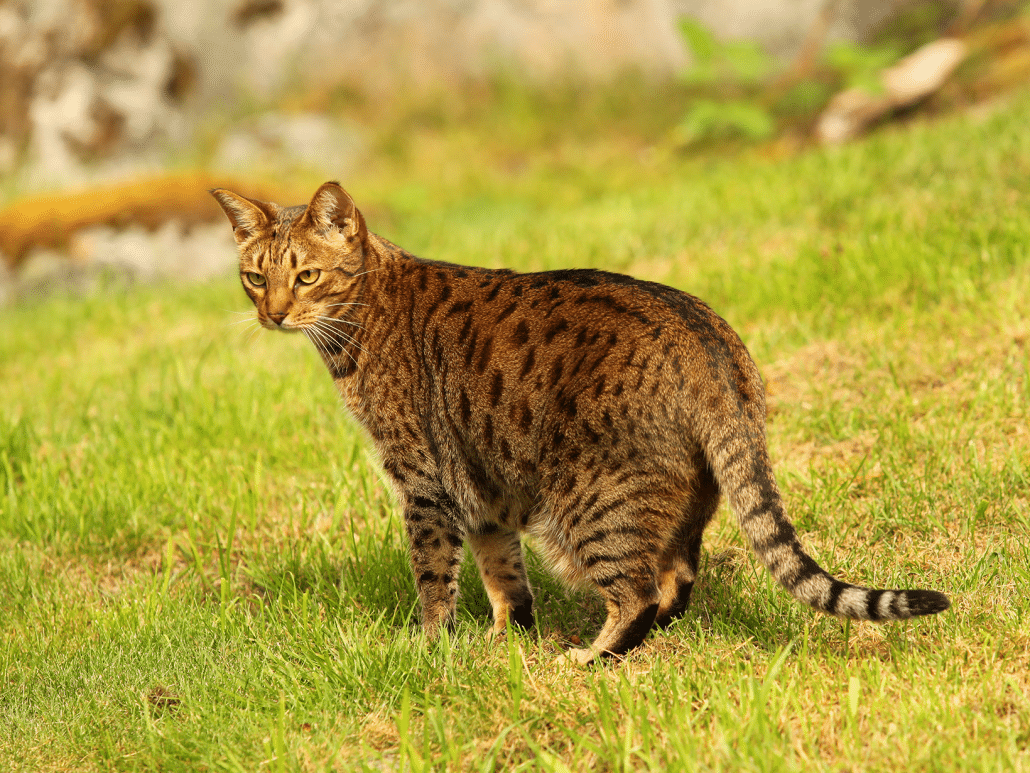 Ocicat, ontdek de wilde charme van dit opvallende kattenras