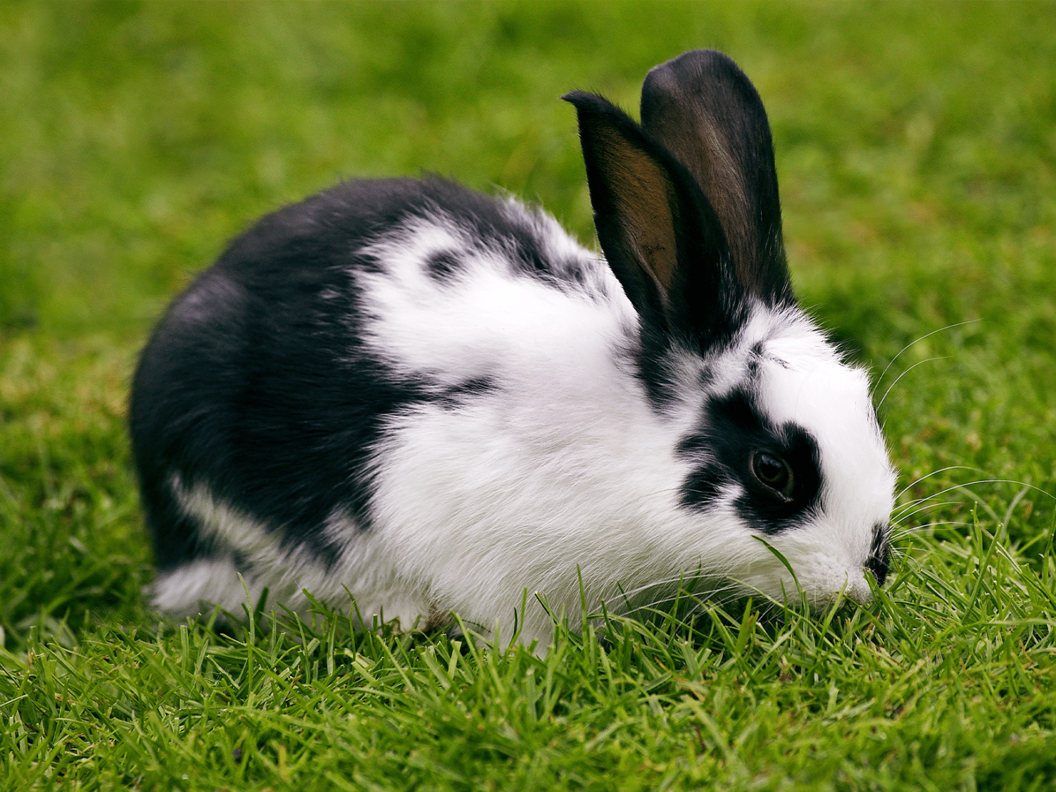 Ontdek de charms van Papillon, konijnen met vlinderachtige oren