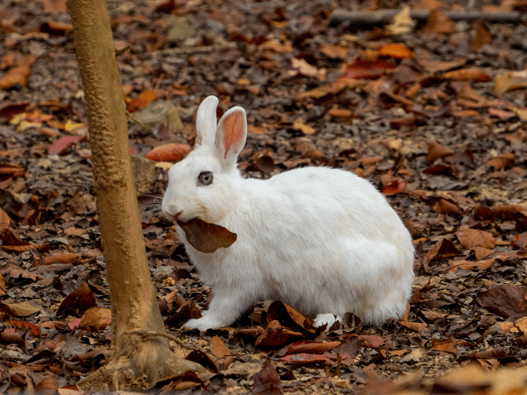Ontdek de levendige Pool Blauwoog, kleine metgezellen