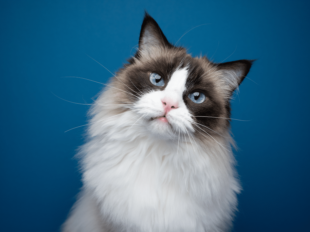 Ragdoll, betoverende charme van deze knuffelbare katten