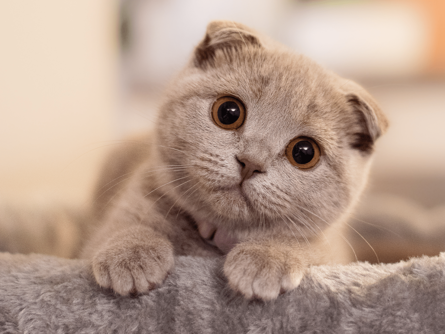 Scottish Fold, schattige charme van deze kat met gevouwen oren