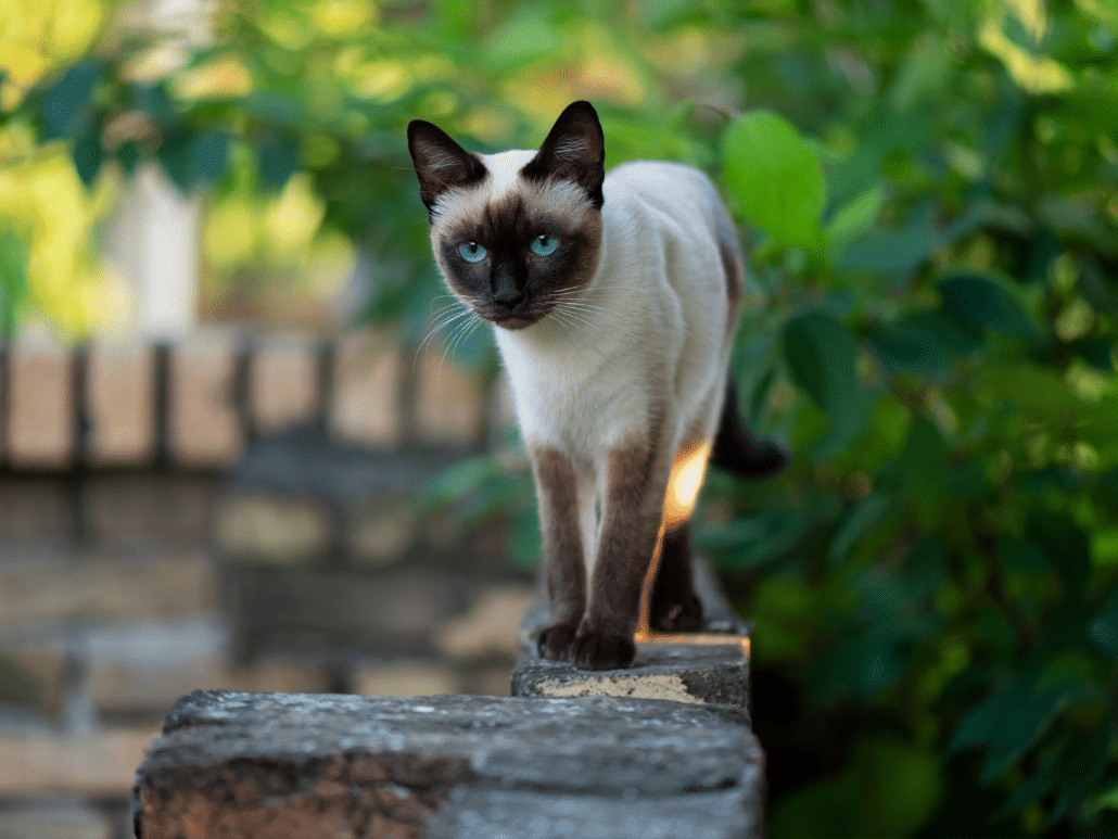 Siamese kat, ontdek het charmante ras met blauwe ogen!