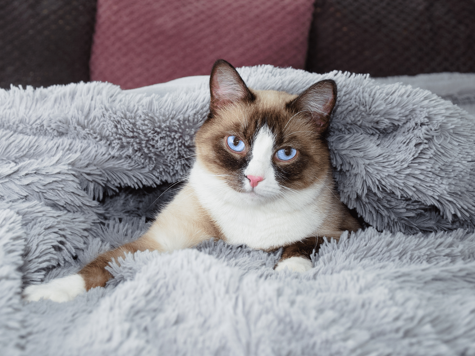 Kattenrassen, verken en ontdek de diversiteit van katten