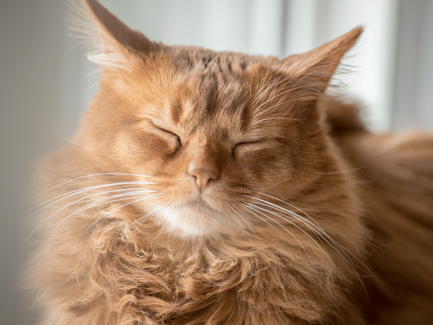 Kattenrassen, verken en ontdek de diversiteit van katten