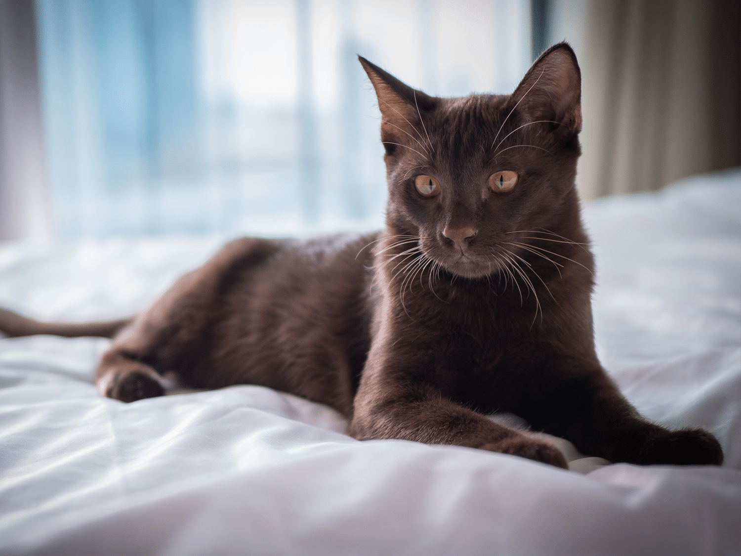 Kattenrassen, verken en ontdek de diversiteit van katten