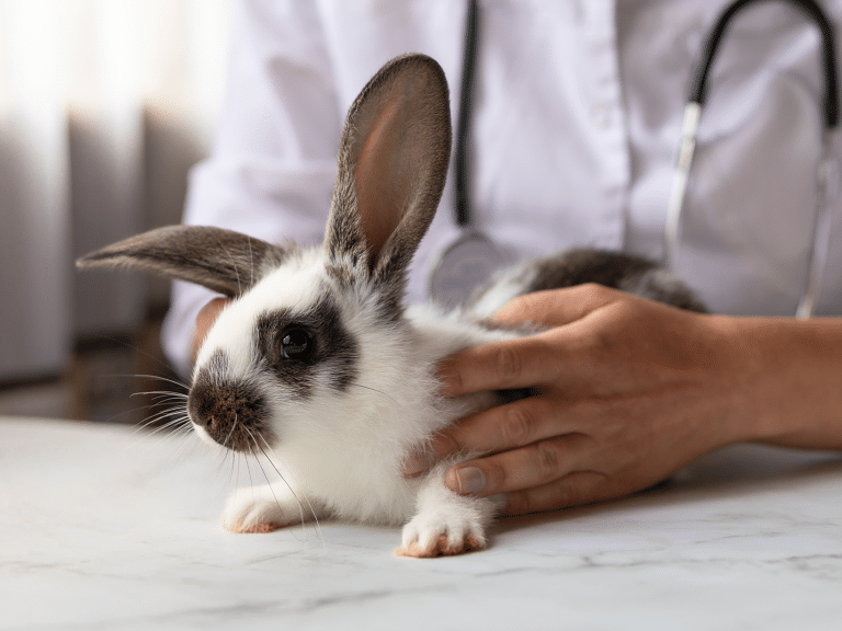 Symptomen gebroken rug konijn: herken ze en bied hulp!