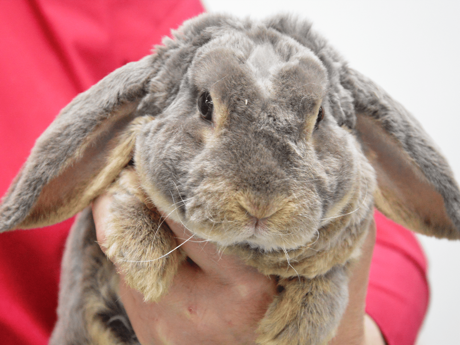 Symptomen pododermatitis konijn: oorzaken, behandeling