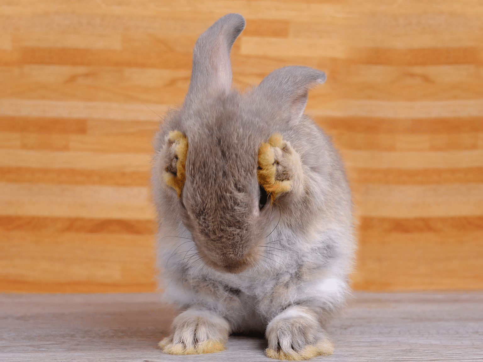 Symptomen stress konijn: leer ze herkennen en help je konijn!