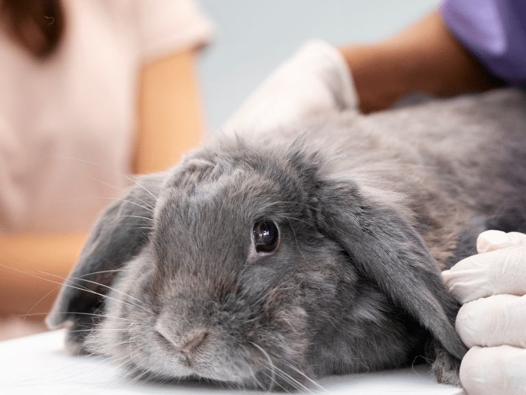 Symptomen teelbalkanker bij konijn: herken de signalen!