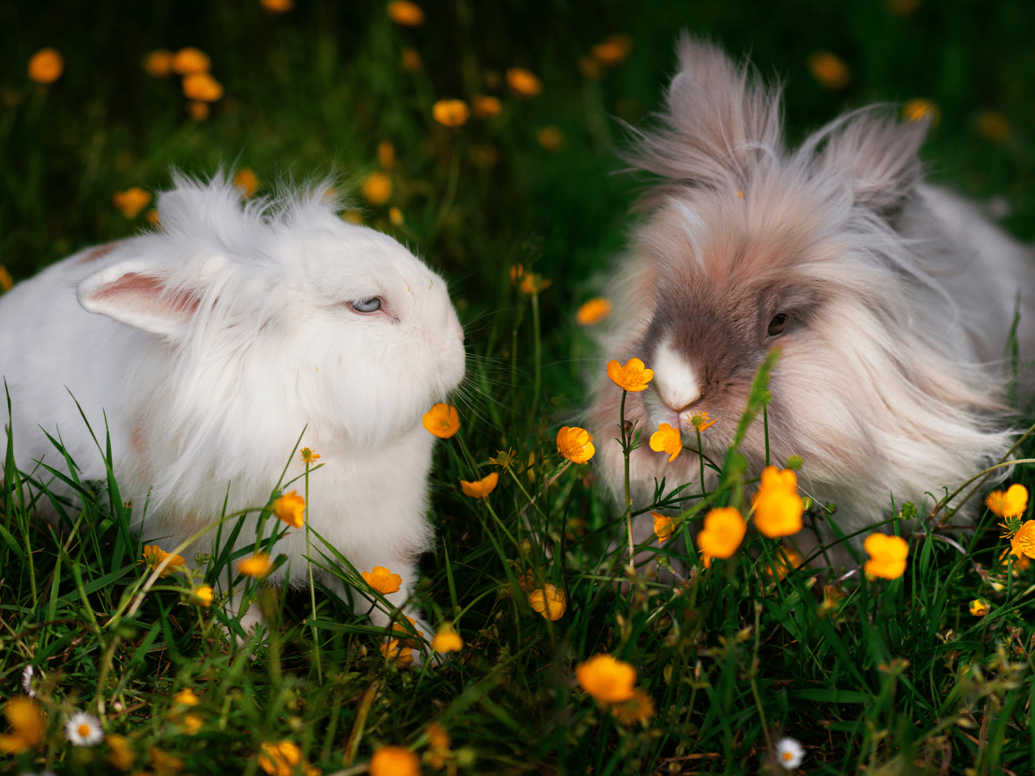 Ontdek de knuffelbare Teddy Dwerg konijnen, perfecte huisgenoten