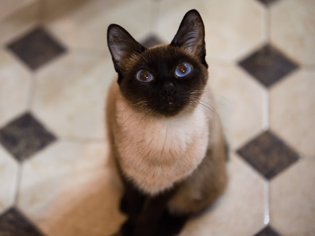 Toybob kat, ontdek dit schattige en compacte ras!