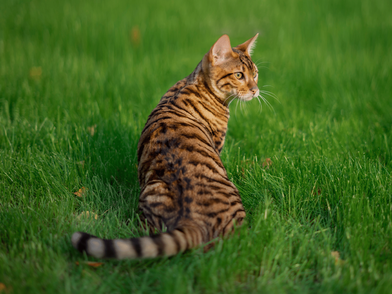 Weetjes over katten | AllesOverDieren.nl