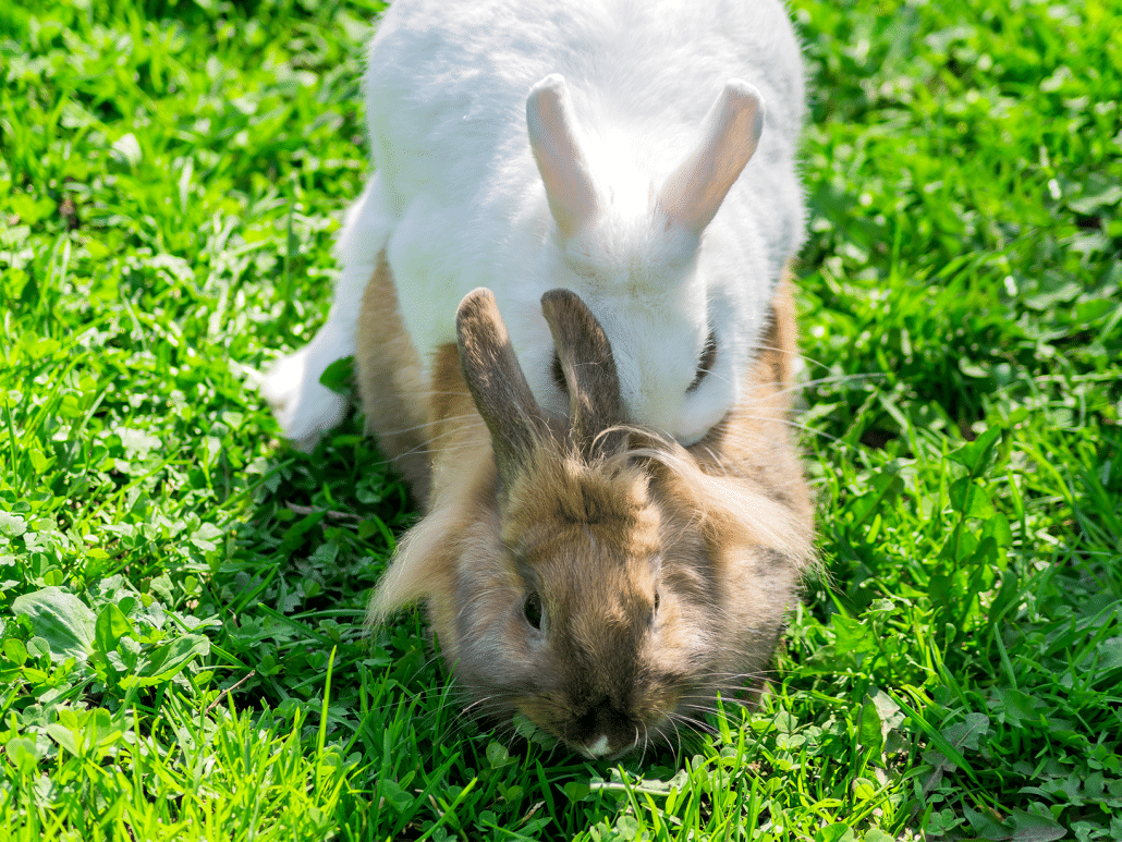 Ontdek de levendige Pool Blauwoog, kleine metgezellen