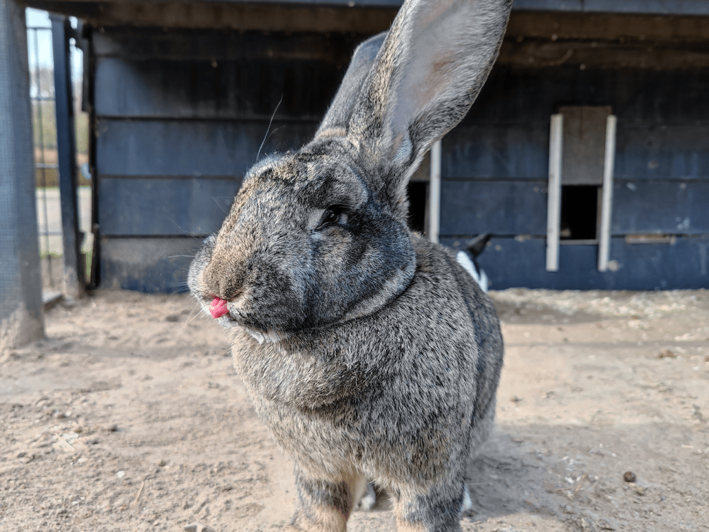 Ontdek de Vlaamse Reus, een zachtaardig reuzenkonijn