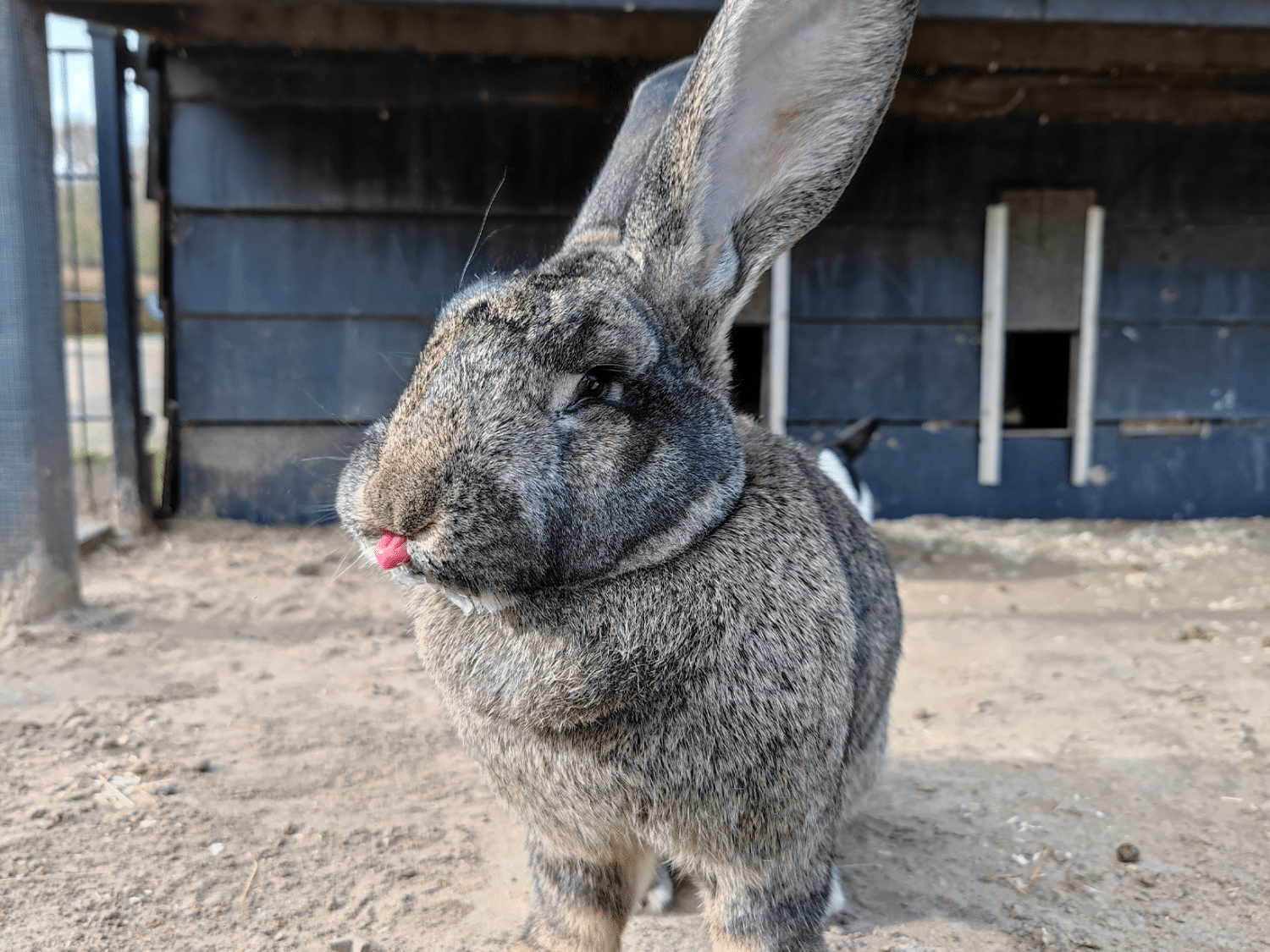 Ontdek de Vlaamse Reus, een zachtaardig reuzenkonijn