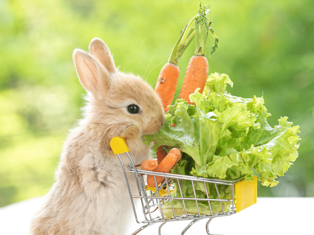 Wat geef je een konijn te eten? Ontdek het hier!