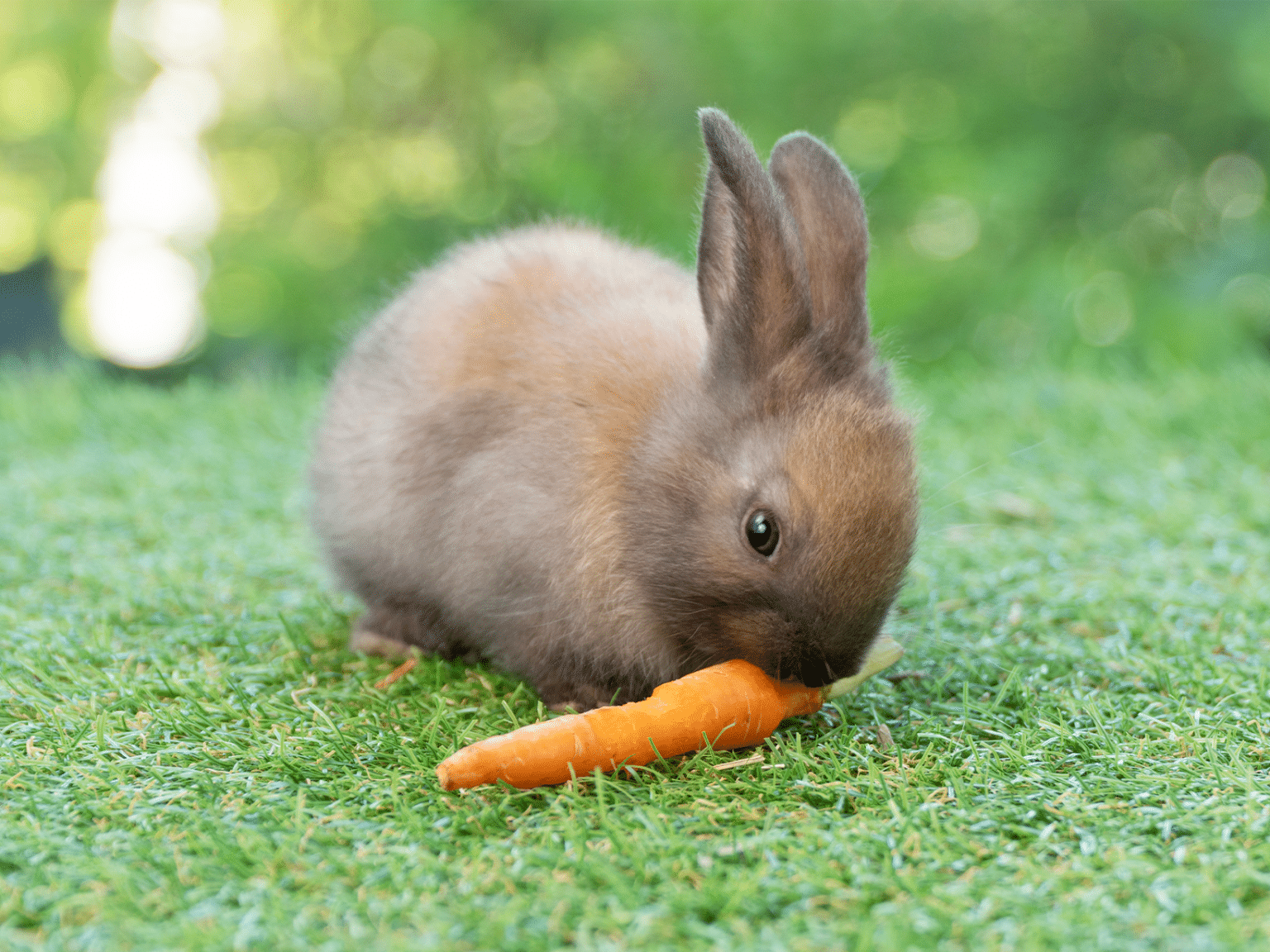 Wat mag een baby konijn eten? Ontdek het hier!