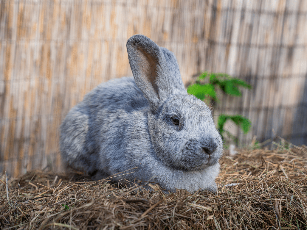 Weetjes over konijnen | AllesOverDieren.nl