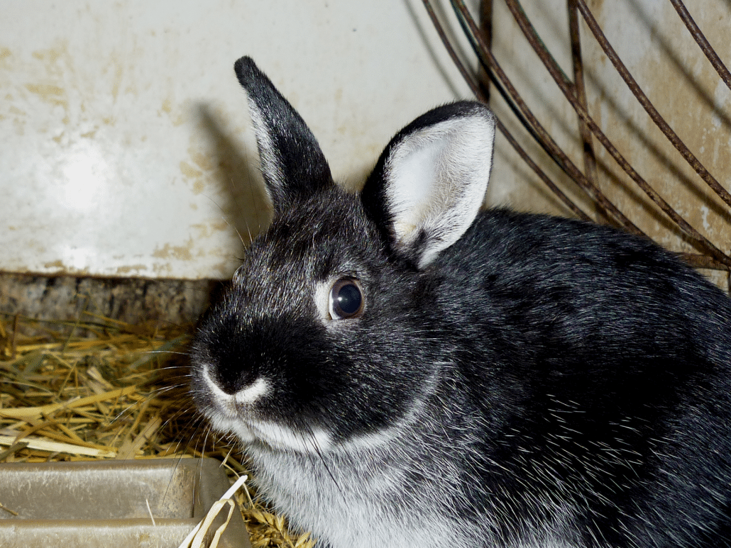 Zilver van Champagne konijnen, elegantie & karakter