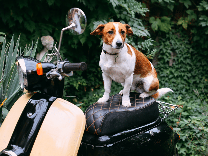 Hond op de brommer? Veiligheidstips en regels hier!