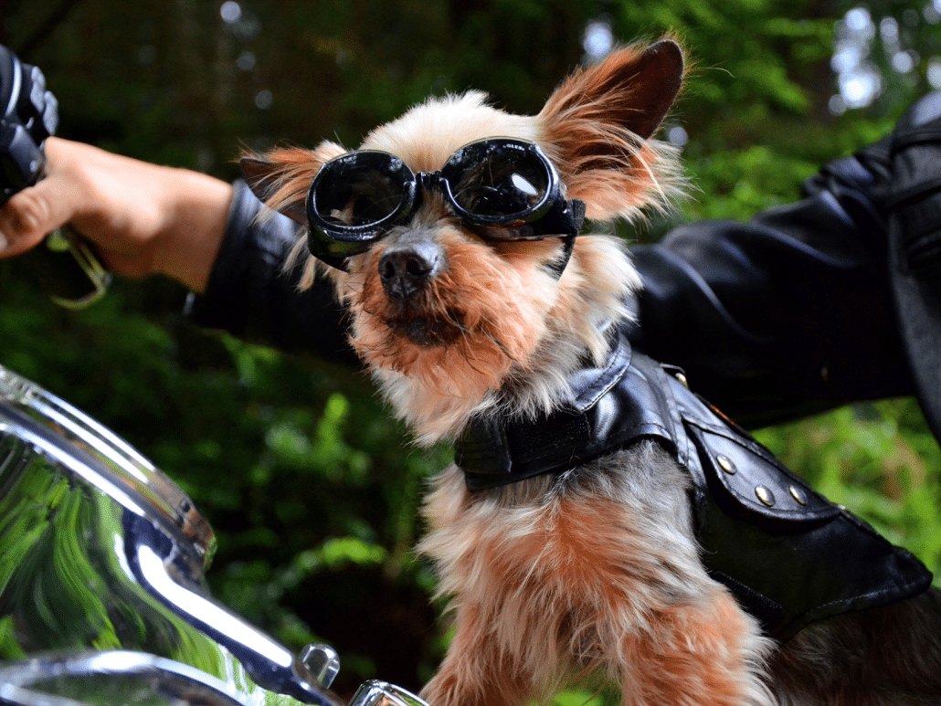 Mag een hond mee op de motor? Leer hier wat de regels zijn!