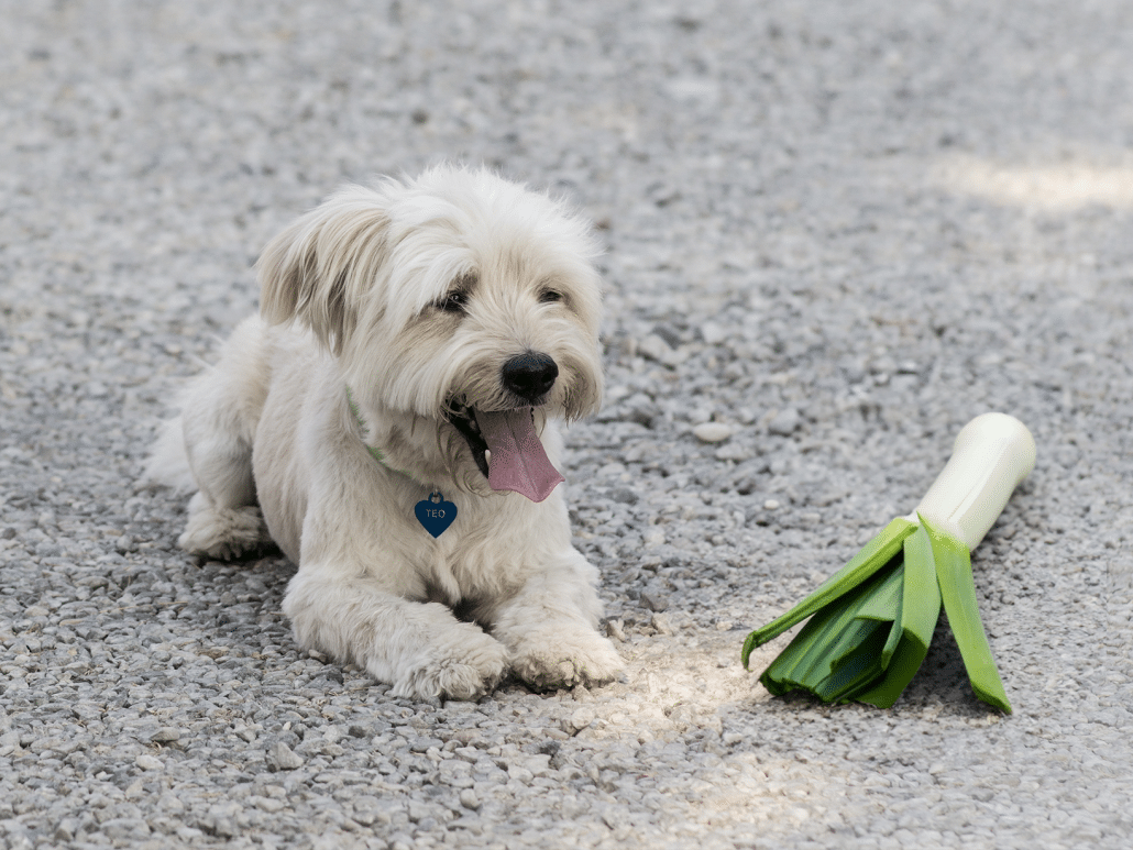 Mag een hond prei eten? Leer wat veilig is voor je harige vriend
