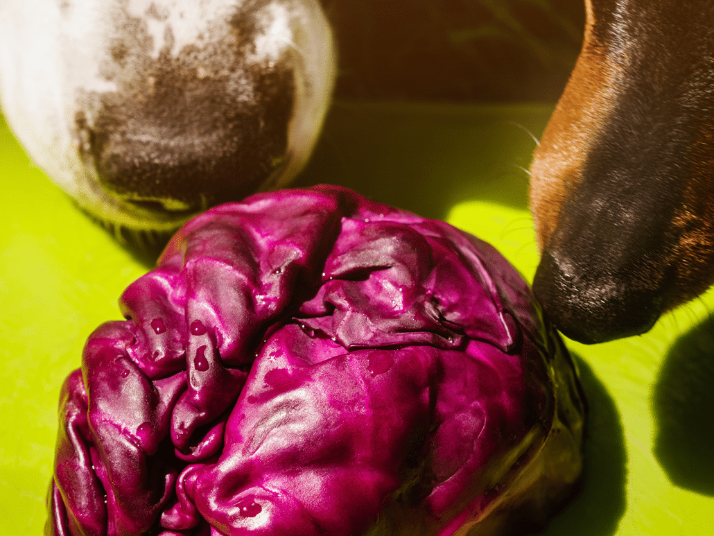 Mag een hond rode kool eten? Ontdek veilige voedingstips