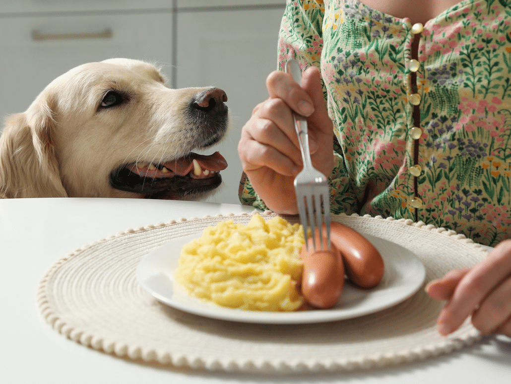 Mag een hond warm eten? Lees hier het antwoord!