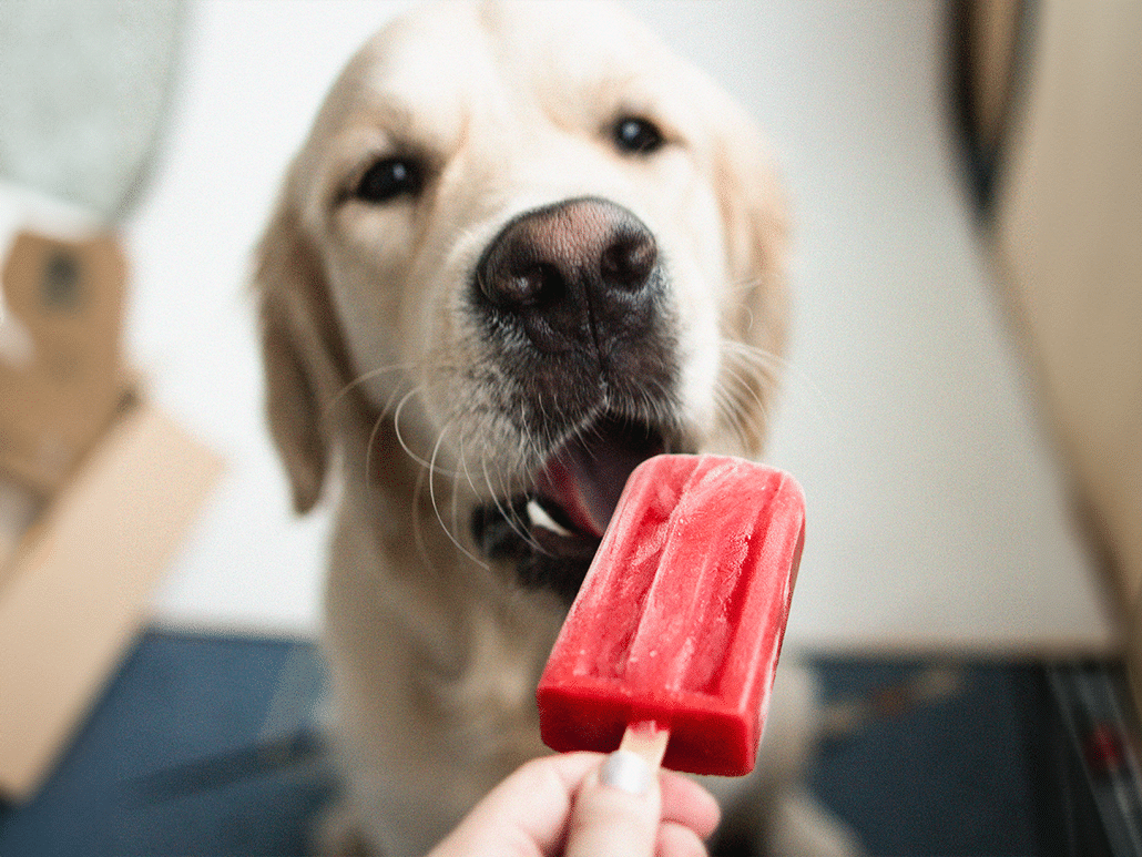 Mag een hond wasabi? Ontdek het hier!