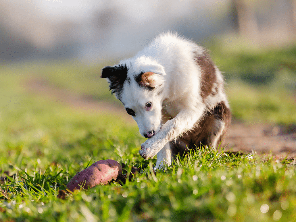 Mag een hond zoete aardappel? Voedingstips voor je viervoeter