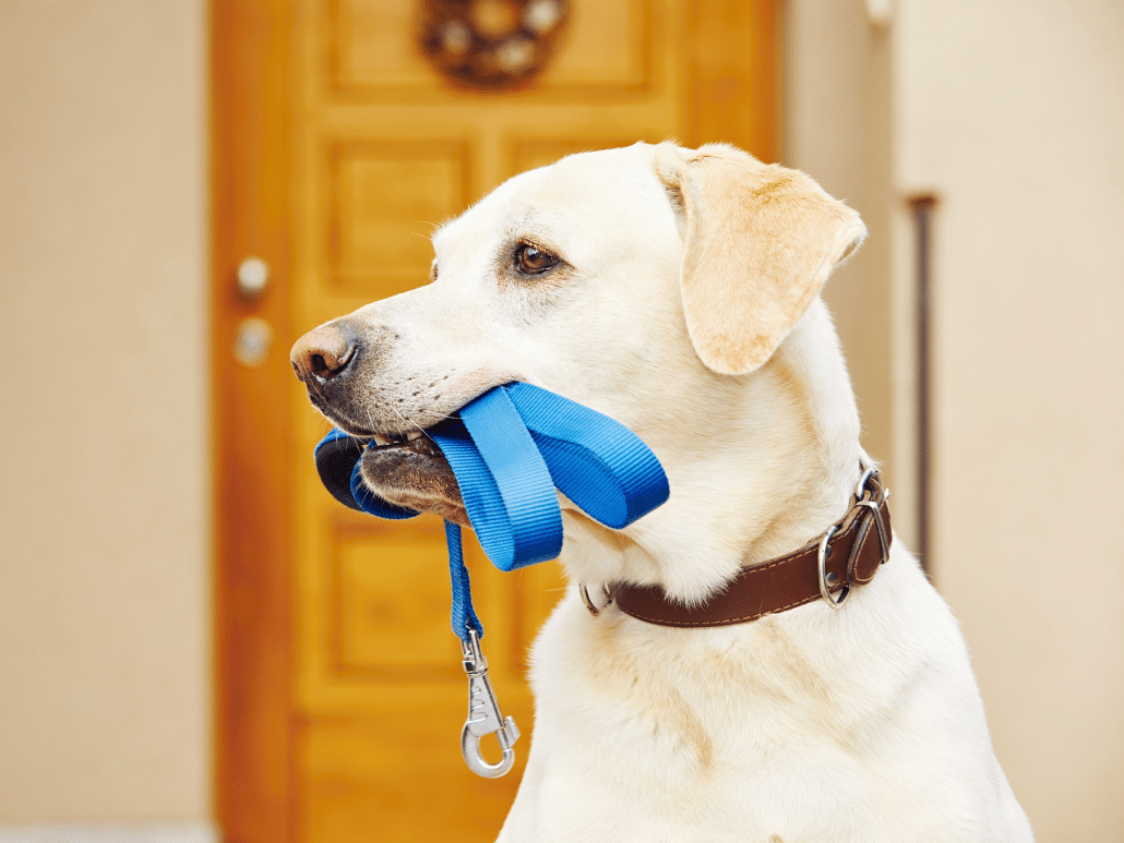 Mag mijn hond de Action in? Ontdek het hier