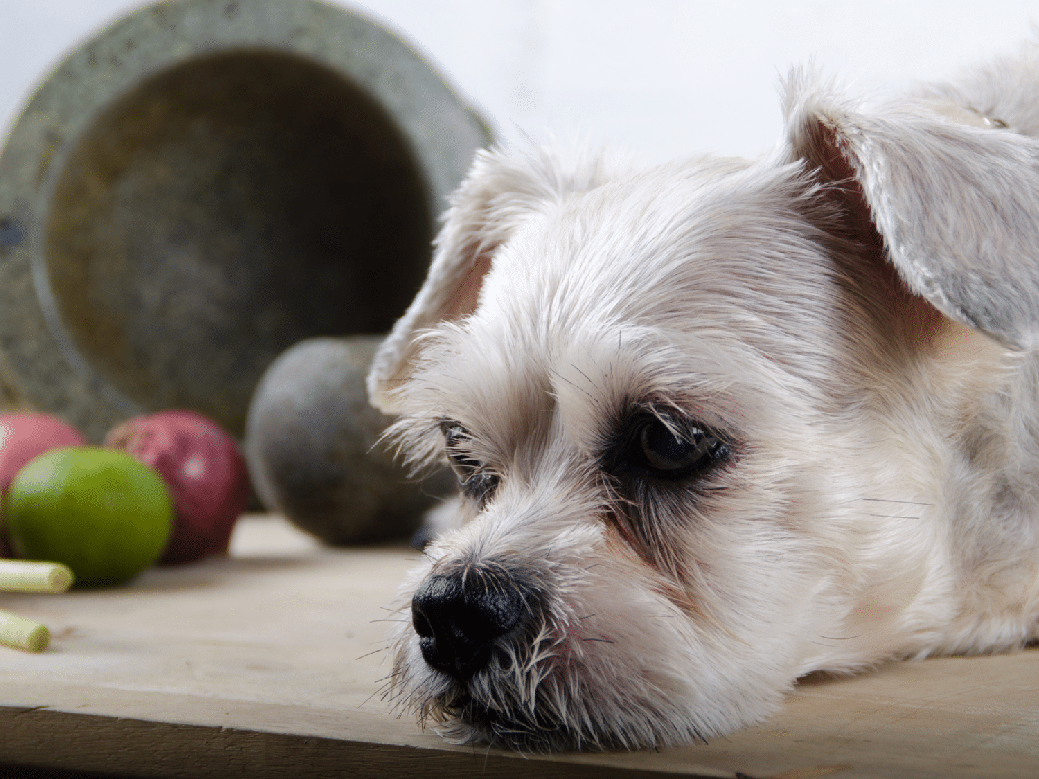 Weetjes over honden | AllesOverDieren.nl