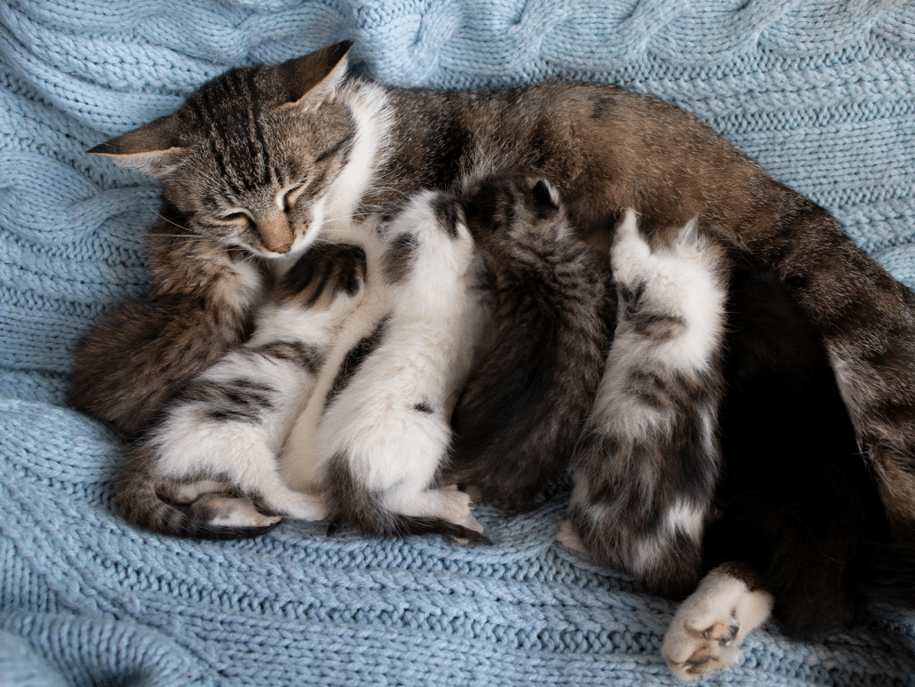 Eten voor een zogende kat, opties voor gezonde moederkatten