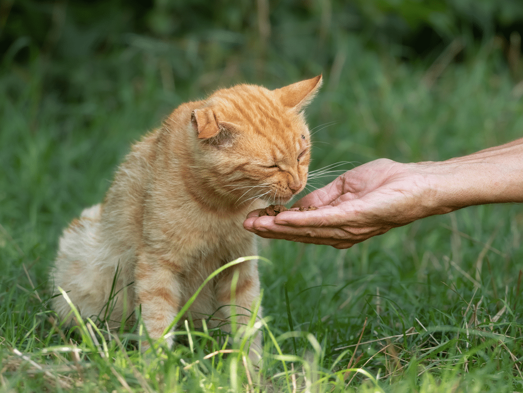Kan je een vreemde kat eten geven? Do's en don'ts uitgelegd