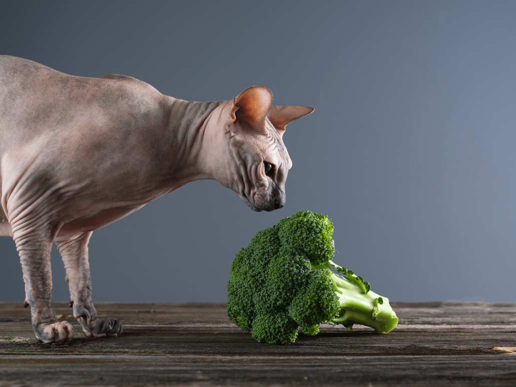 Mag een kat broccoli eten? Ontdek het hier!