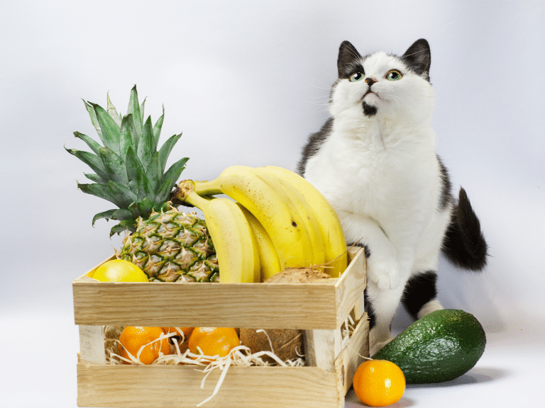 Mag een kat fruit eten? Veilige snacks voor je pluizige vriend