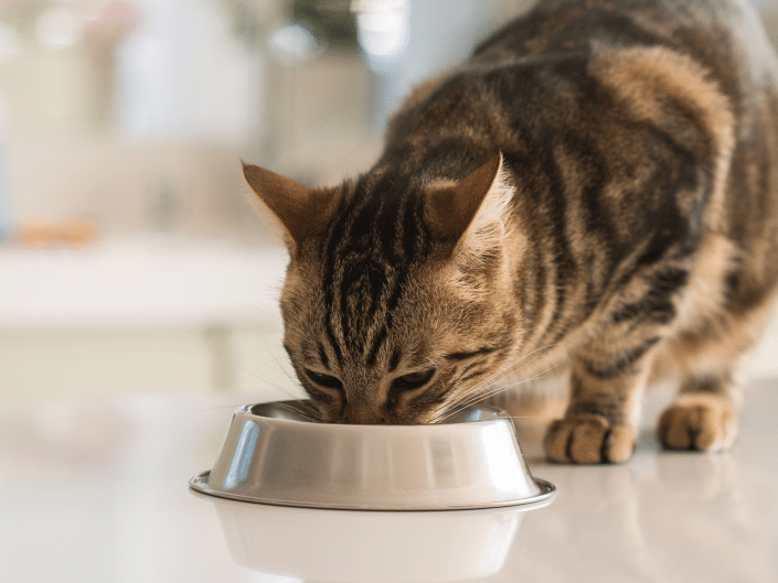 Mag een kat lever eten? Veilige voedingstips voor katten