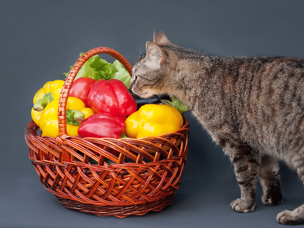 Mag een kat paprika eten? Veilige voedingstips voor katten