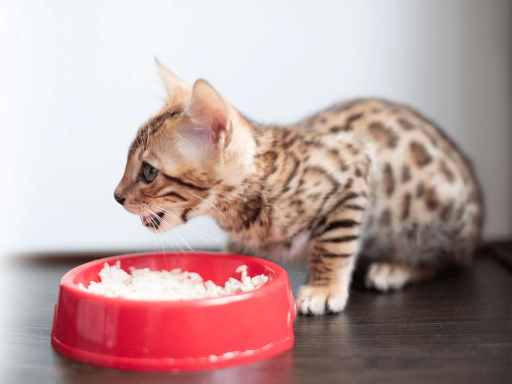 Mag een kat rijst eten? Veilige voedingstips voor katten