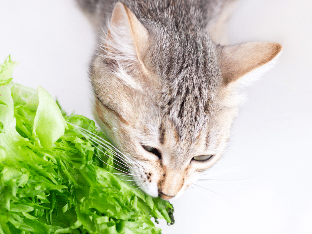 Mag een kat sla eten? Veilige voedingstips voor katten