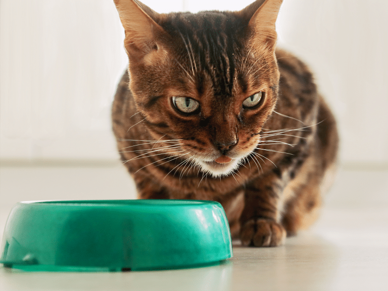 Oude kat mager en eet veel? Tips voor gezondheid en voeding