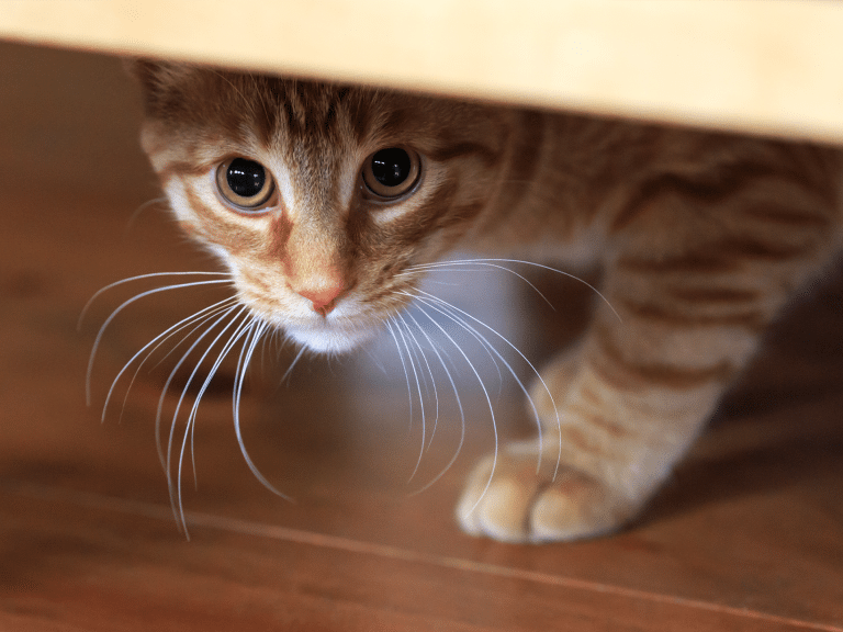 Symptomen van een angstige kat, herken en help je kat!