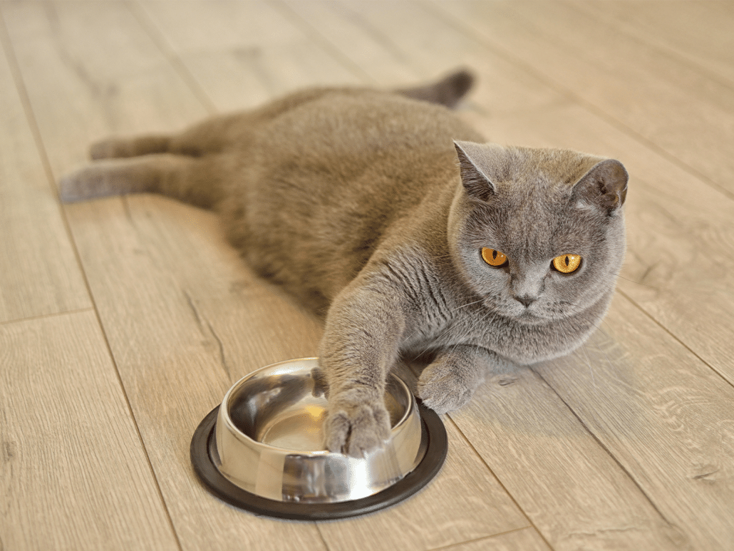 Wat moet een zwangere kat eten? Voedingstips voor de dracht