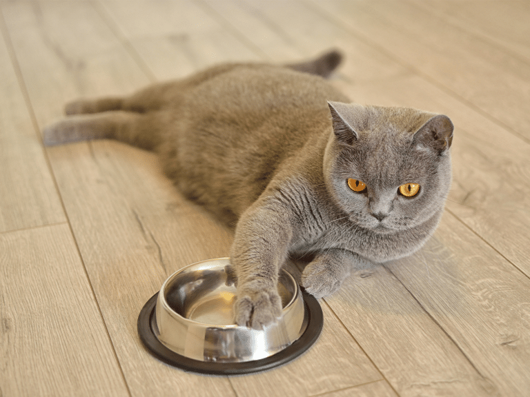 Weetjes over katten | AllesOverDieren.nl