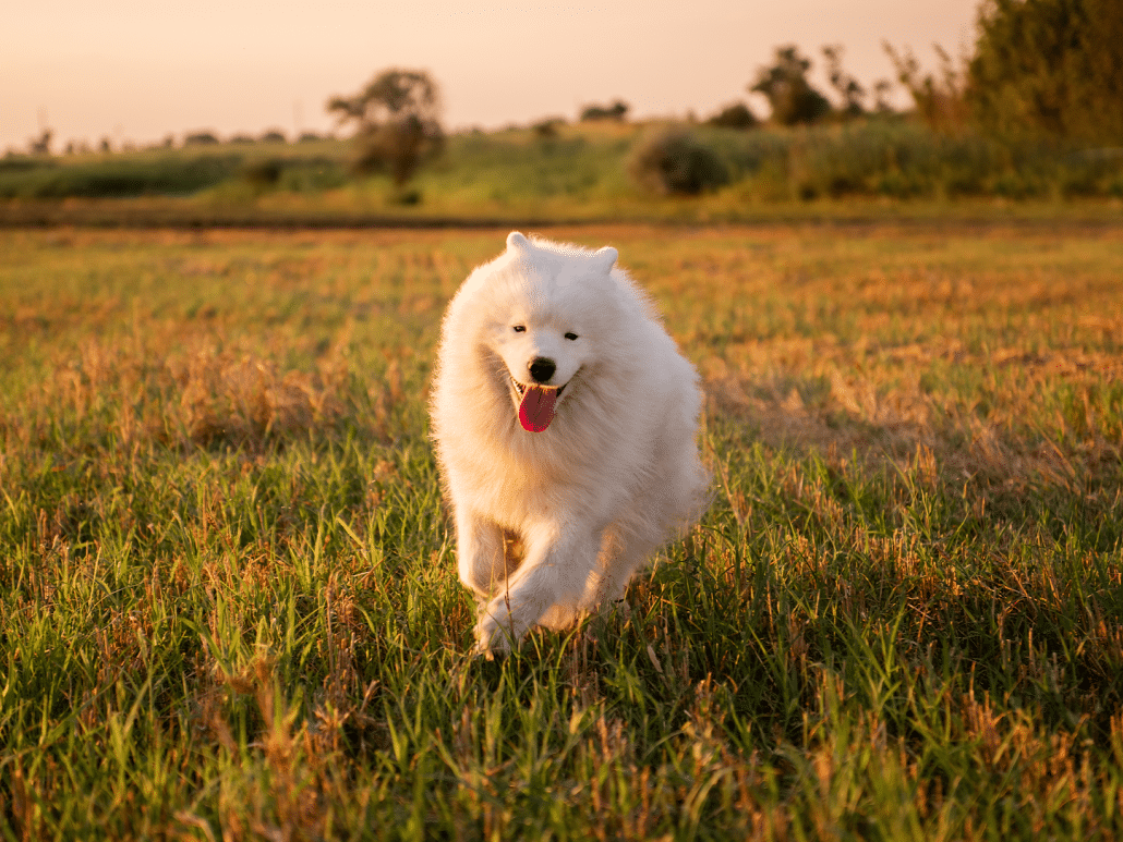Samojeed: vriendelijk & pluizig gezinsras, ontdek de charme