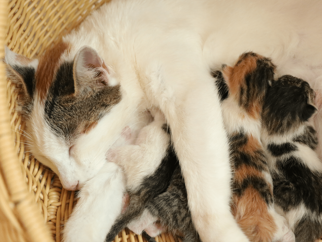 Symptomen bevalling van een kat, herken de tekenen nu!