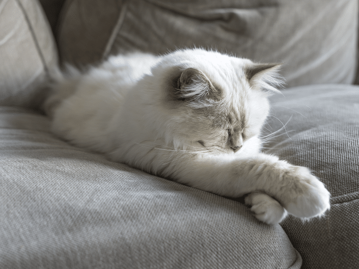 Felv symptomen bij kat, herkennen en handelen